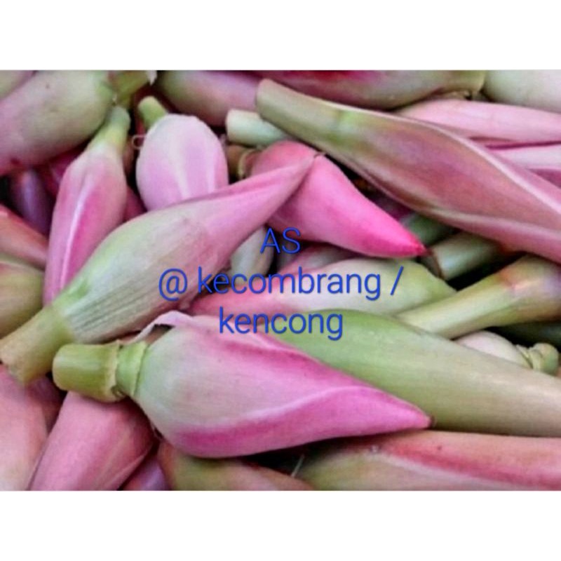 Jual kencong / kecombrang / pcs ( biji ) | Shopee Indonesia
