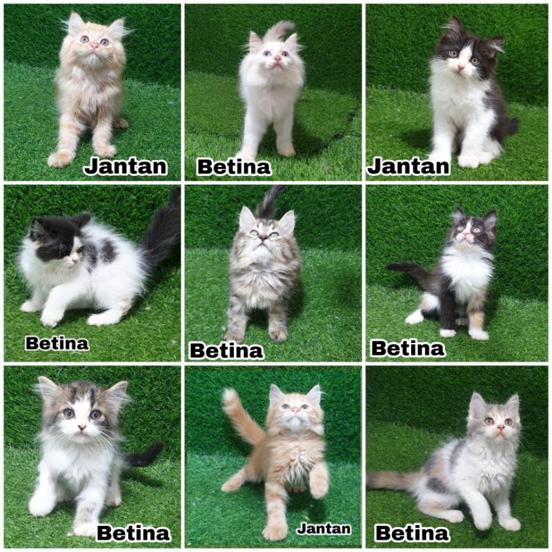 Jual Jual anak kucing kitten persia angora anggora bulu lebat panjang ...