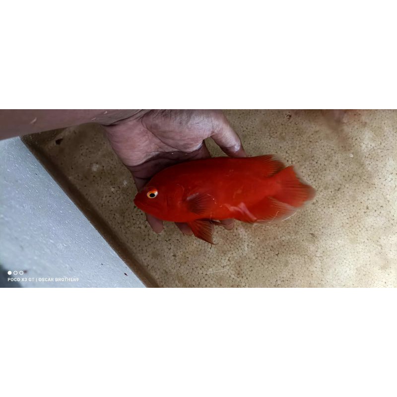 Jual oscar Red chilli import | Shopee Indonesia
