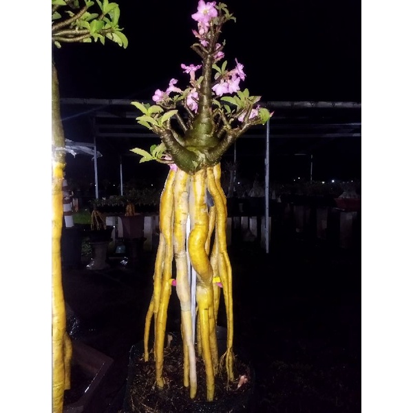 Jual Adenium KONTES Karakter AKAR EMAS ( LONG ROOT ) | Shopee Indonesia