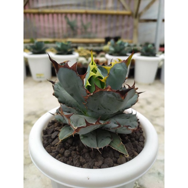 Jual agave Titanota Blue Ball form cakep | kaktus dan sukulen | Shopee ...