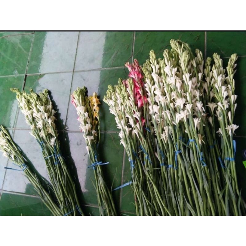 Jual Bunga Sedap Malam | Shopee Indonesia