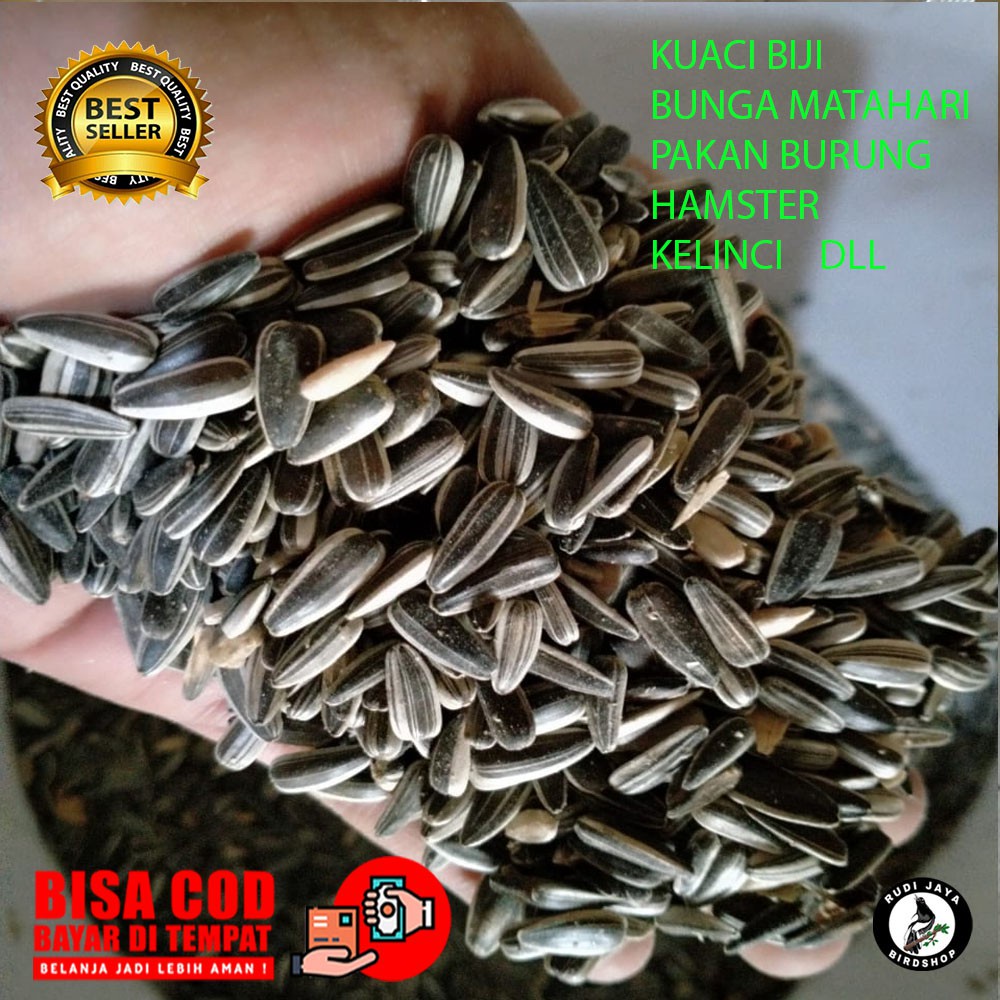 Jual READY KWACI KUACI SANGRAI BUNGA MATAHARI 1 KG PREMIUM PAKAN ...