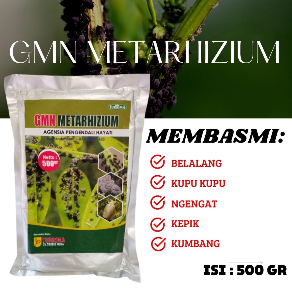 Jual Obat Hama Rayap Pada Pohon Karet, Metarhizium Pembasmi Serangga ...