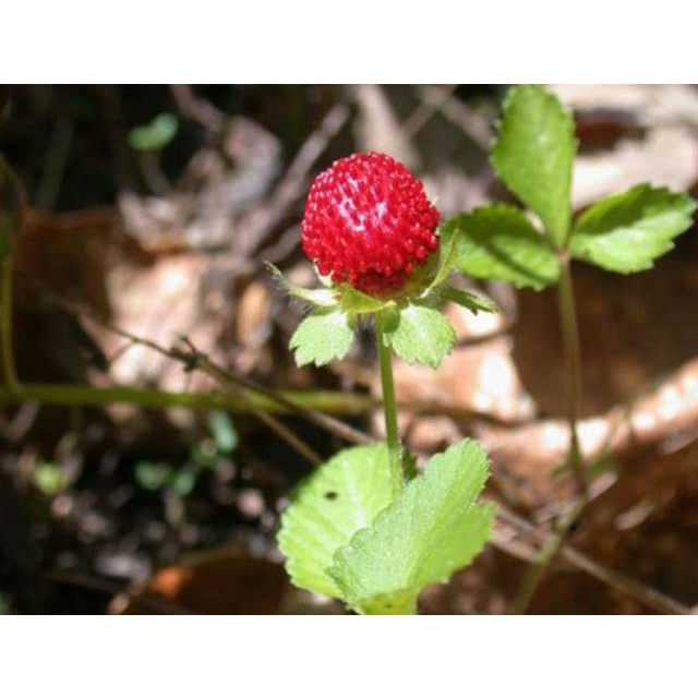 Jual Tanaman buah arbei hutan (Rubus rosifolius )-arbenan pohon hidup ...