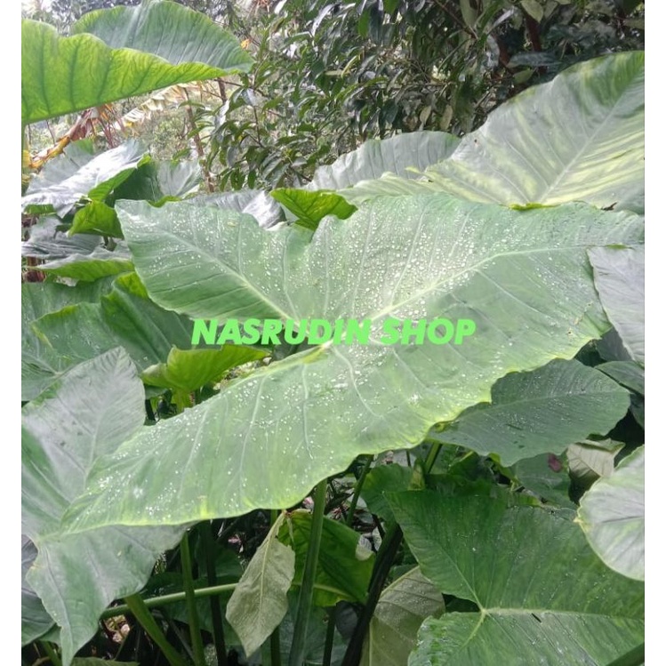 Jual DAUN TALAS BENENG SEGAR LANGSUNG PETIK | Shopee Indonesia