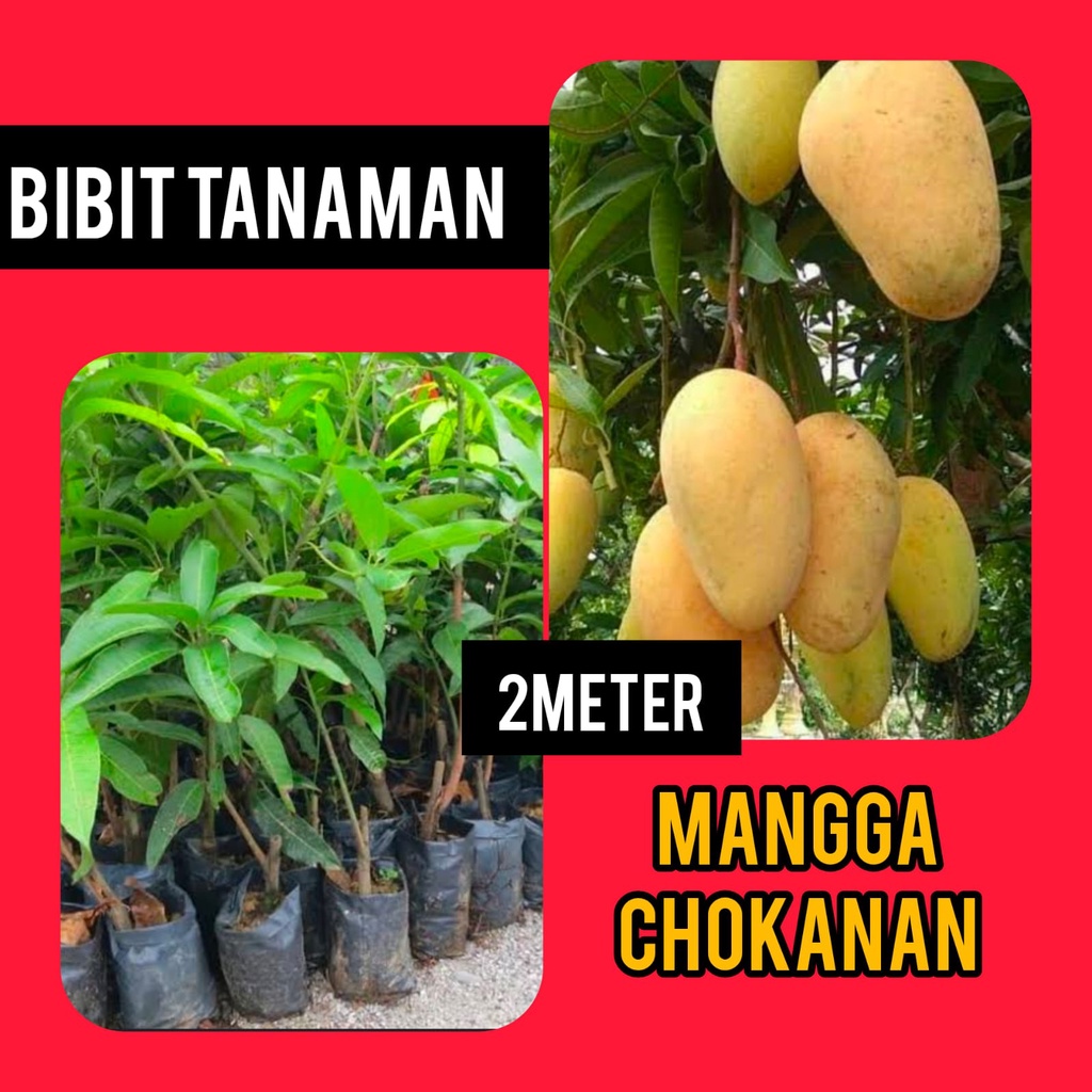 Jual Bibit Mangga Chokanan 2 Meter Batang Besar | Shopee Indonesia
