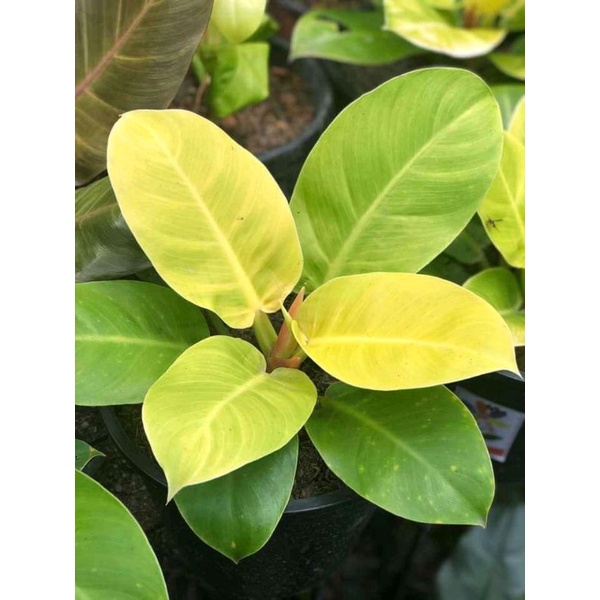 Jual philo moonlight/tanaman indoor/outdoor | Shopee Indonesia