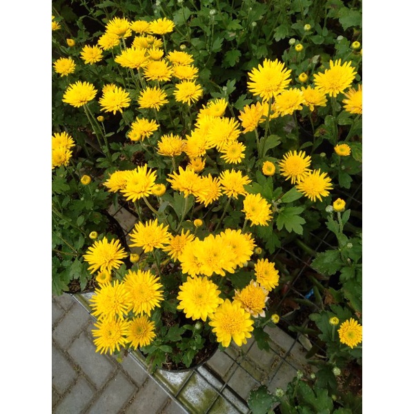 Jual Krisan rimbun kuning isi 5 pohon | Shopee Indonesia