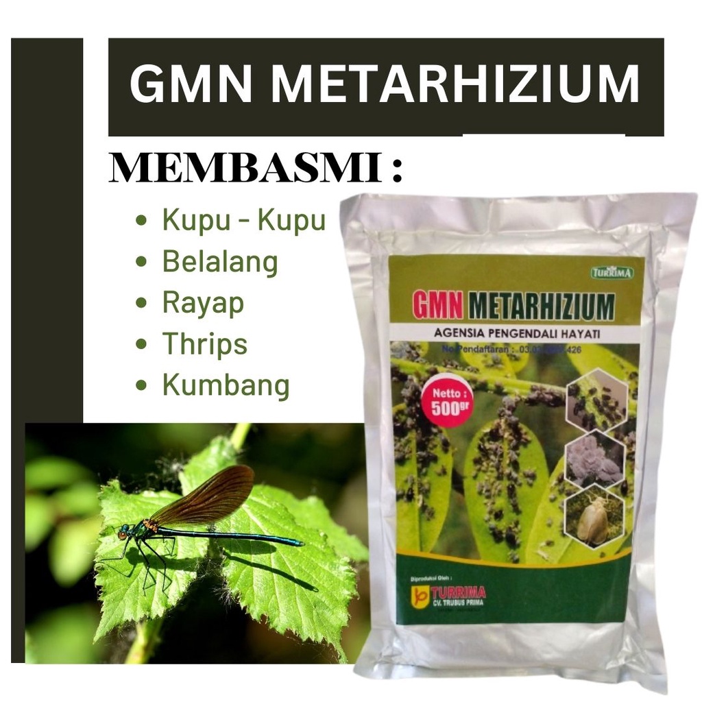 Jual Metarhizium Agensia Pengendali Hayati, Obat Hama Uret Tebu Ampuh ...