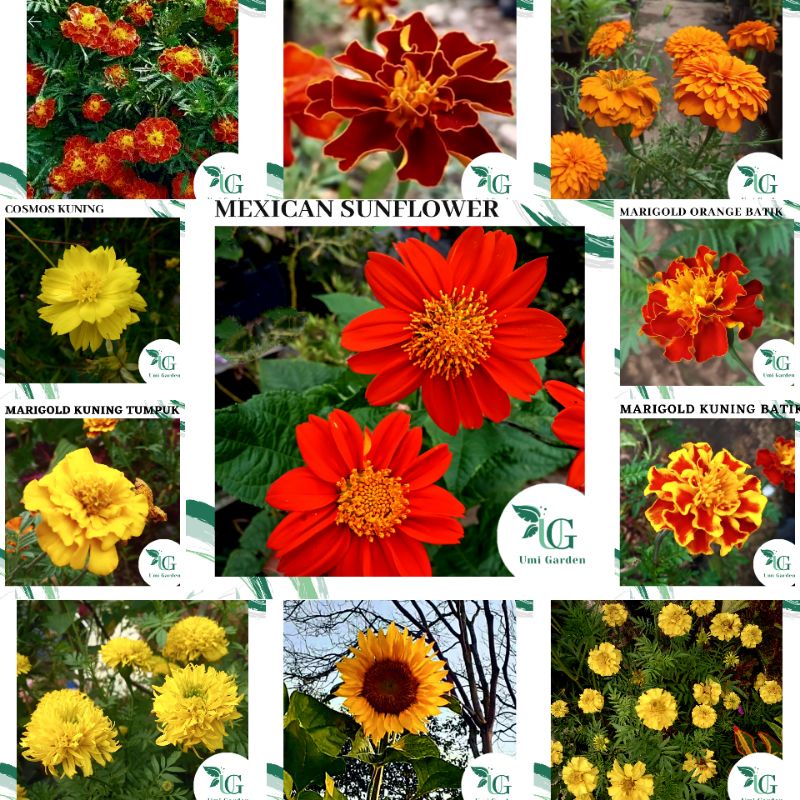 Jual Aneka Warna Benih Biji Bunga Marigold Kuning Batik Cosmos Mexican ...