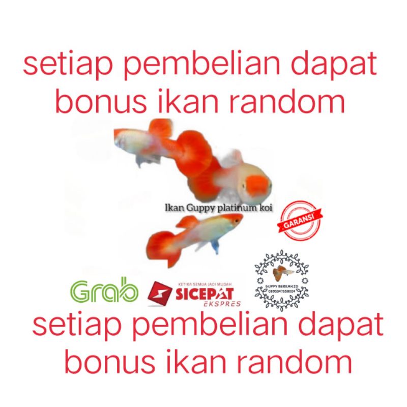 Jual packing styrofoam ( ikan guppy platinum koi grade A ) | Shopee Indonesia