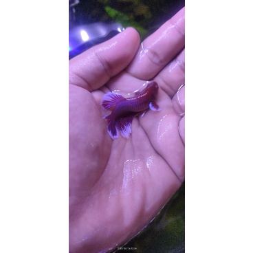 Jual ikan cupang betina warna ungu size m | Shopee Indonesia