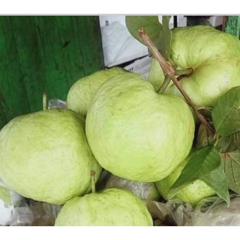 Jual JAMBU KRISTAL MURAH JAMKIS NON BIJI FRESH SEGER GARING KRUNCI ...