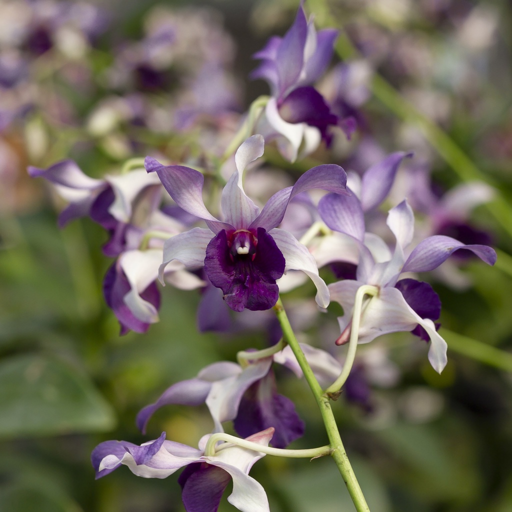 Jual Anggrek Dendrobium Inaraya Blue | Shopee Indonesia