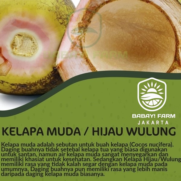 Jual Buah Kelapa Muda Hijau Wulung / Degan Ijo Herbal Utuh | Shopee Indonesia