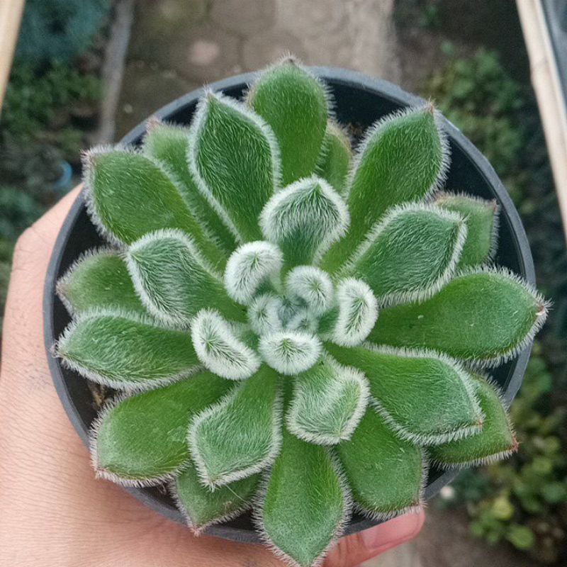 Jual Echeveria Setosa | Shopee Indonesia