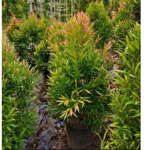 Jual tanaman pucuk merah 50 sd 100 cm daun rimbun | Shopee Indonesia