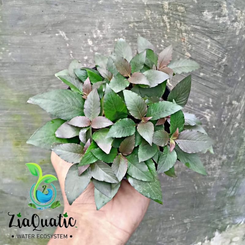 Jual Tanaman Hias Paludarium Terrarium Indoorplant "Corymbosa Compacta ...