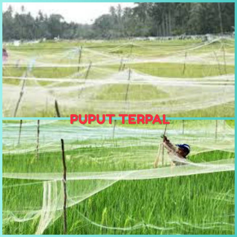 Jual Jaring burung 0,15 Yoko 50/100 Yard / jaring padi / jaring ayam / jaring sawah / jaring ...