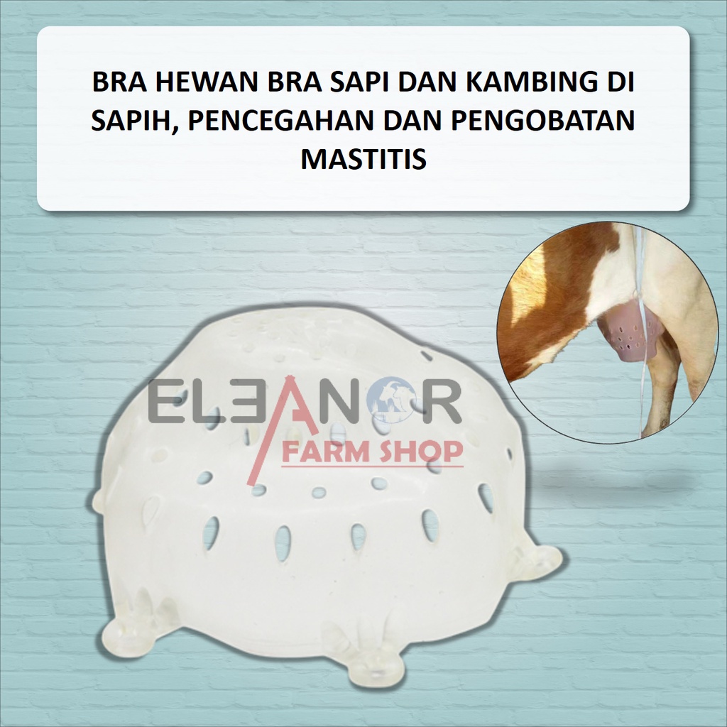 Jual Bra Hewan Bra Sapi dan Kambing di Sapih, Pencegahan dan Pengobatan Mastitis | Shopee Indonesia