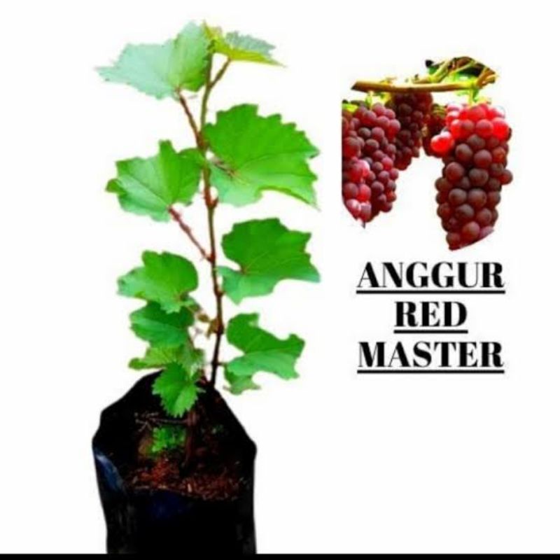 Jual Bibit Anggur Red Master Cepat Berbuah | Shopee Indonesia