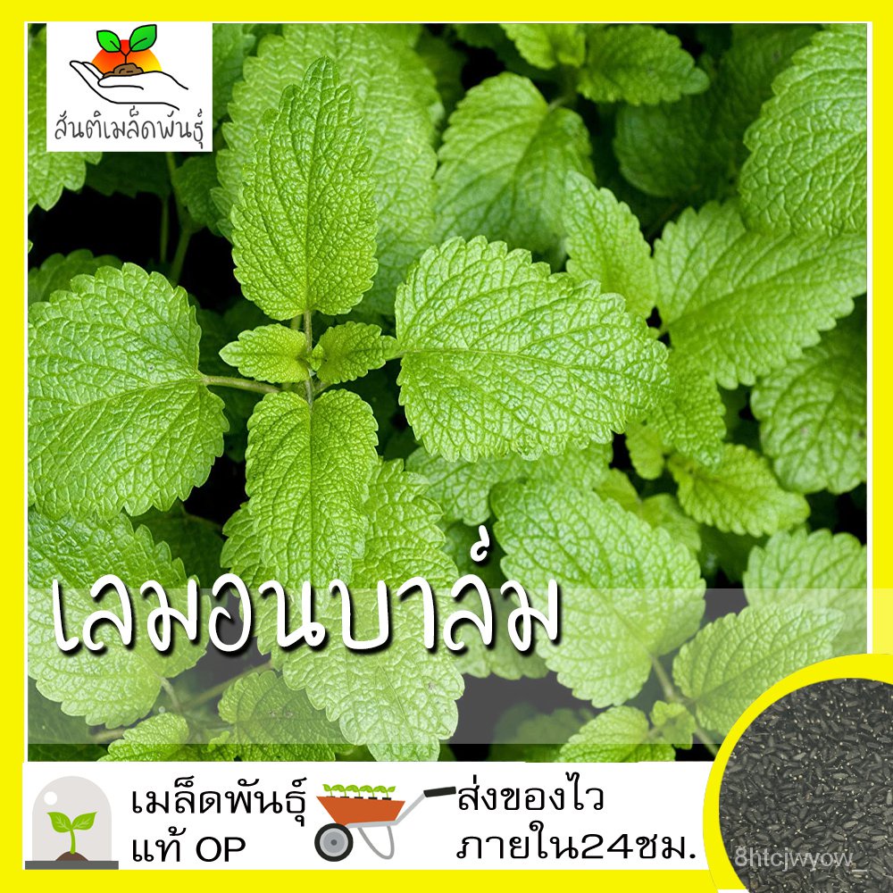 Jual 2022 biji montok, biji lemon balm 100, biji blam lemon, 100% biji ... Jual 2022 biji montok, biji lemon balm 100, biji blam lemon, 100% biji ...