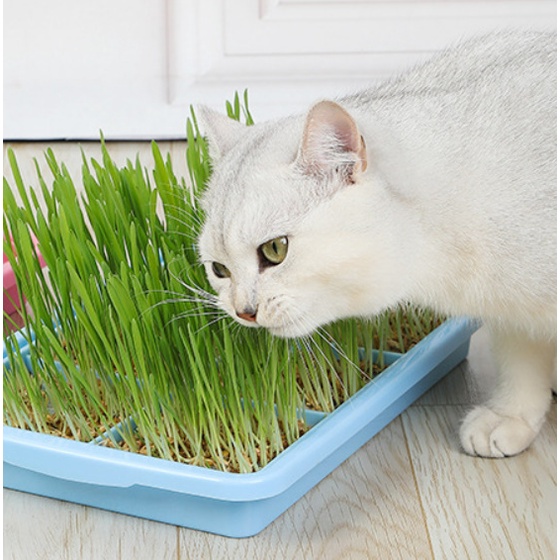 Jual 100 GRAM BENIH RUMPUT KUCING - BIJI RUMPUT GANDUM WHEAT GRASS ...