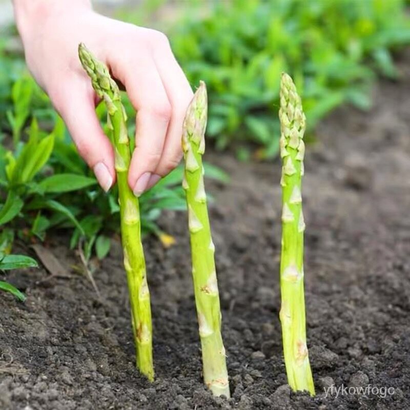 Jual 2022 tumbuh 3A biji montok 50 biji asparagus, biji montok, biji ... Jual 2022 tumbuh 3A biji montok 50 biji asparagus, biji montok, biji ...