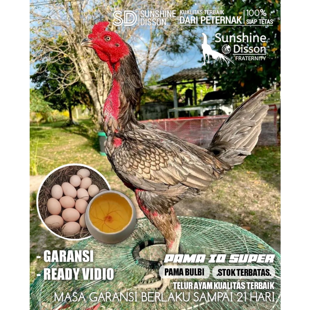 Jual ayam bangkok pama asli mangon bulbi birma super IQ atreet pukul ... Jual ayam bangkok pama asli mangon bulbi birma super IQ atreet pukul ...
