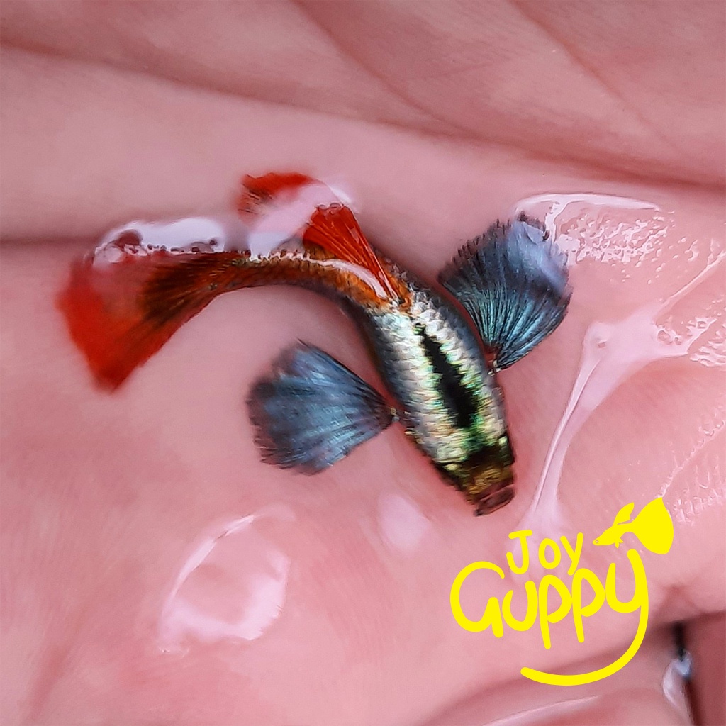 Jual Ikan Hias Guppy PRTDE Platinum Dumbo Ear Red Tail Indukan Siap Breed Sepasang Per Ekor ...