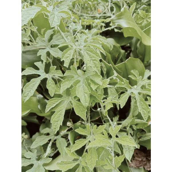 Jual daun pare atau Paria hutan per 250 gram | Shopee Indonesia