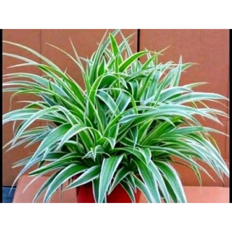 Jual Tanaman lily paris umbi super rimbun | Shopee Indonesia