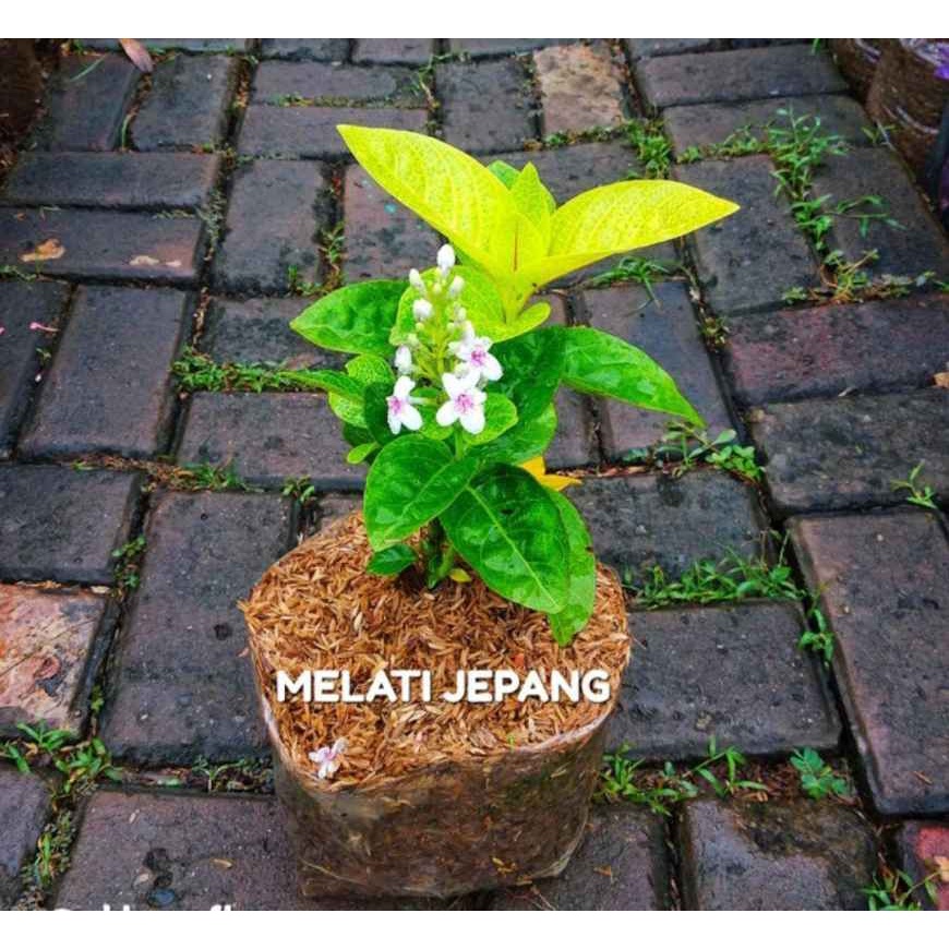 Jual Melati Jepang - Bibit Tanaman Bunga Melati wangi - Taman | Shopee ...