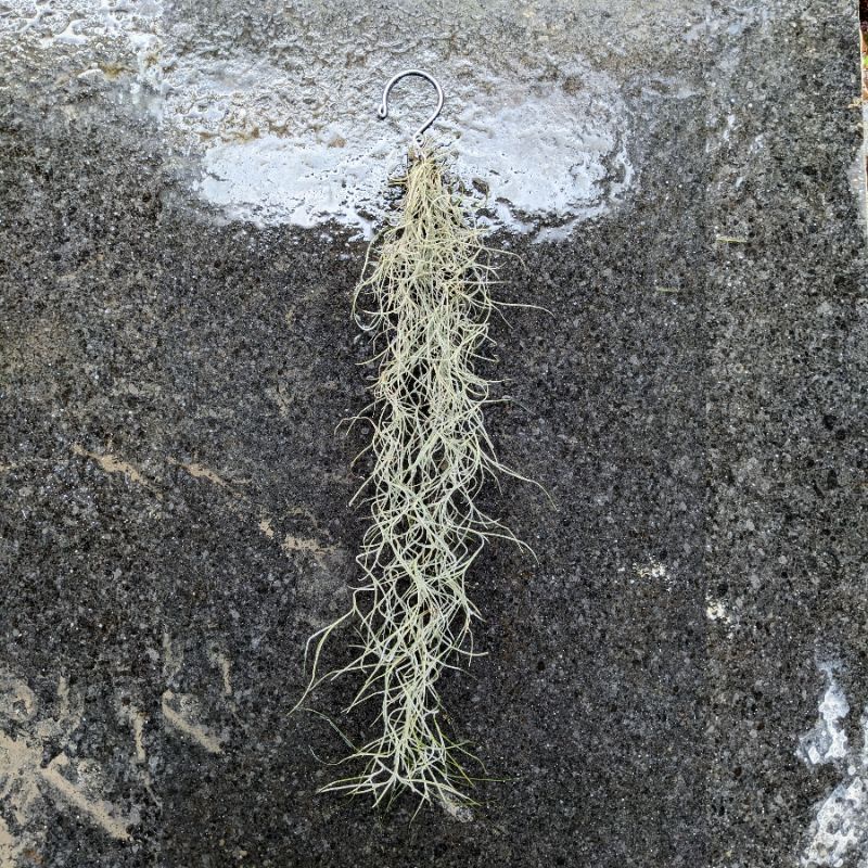 Jual Tanaman hias jenggot musa janggut dewa spanish moss tillandsia ...