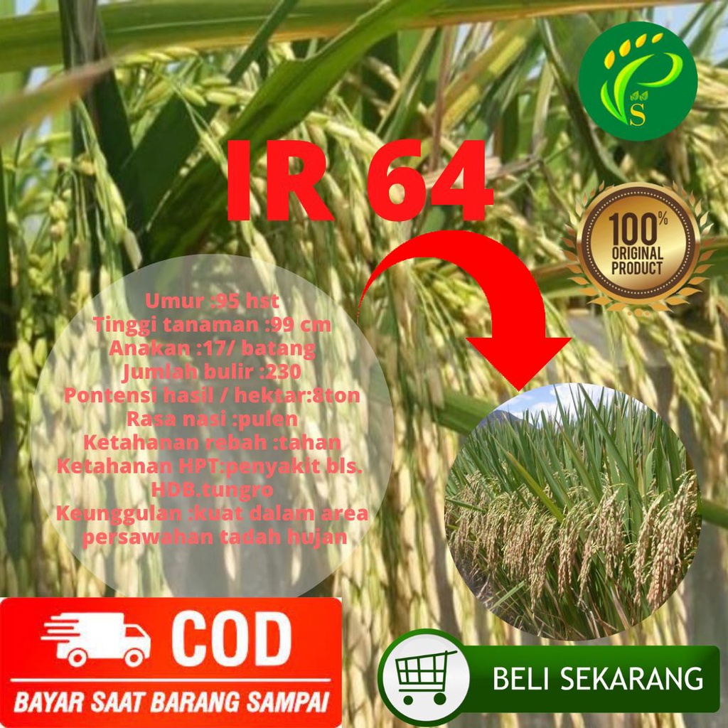Jual Benih Padi Unggul Varietas IR 64 5kg | Shopee Indonesia