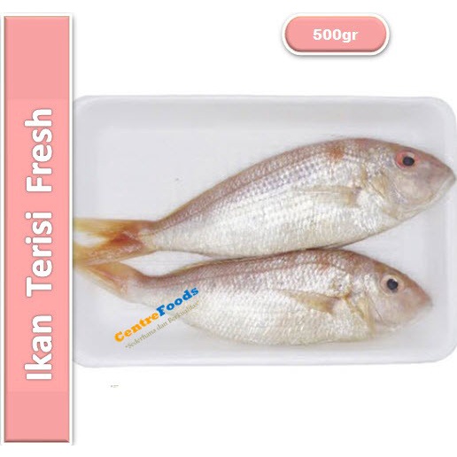 Jual Ikan Terisi - Kurisi / Kerisi Fresh | 500gr [ Harga Per 0,5 Kg ...