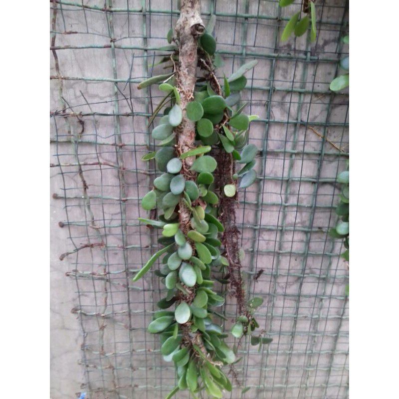 Jual Hoya koin Hoya sisik naga tanaman rambat tanaman gantung murah ...