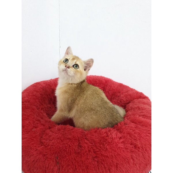 Jual Dp kucing british shorthair blue bsh blue | Shopee Indonesia