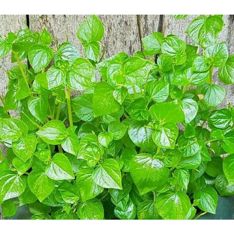 Jual Daun Sirih Cina 1 Kg / Daun Tumpang Air / Tanaman Sirih Cina ...