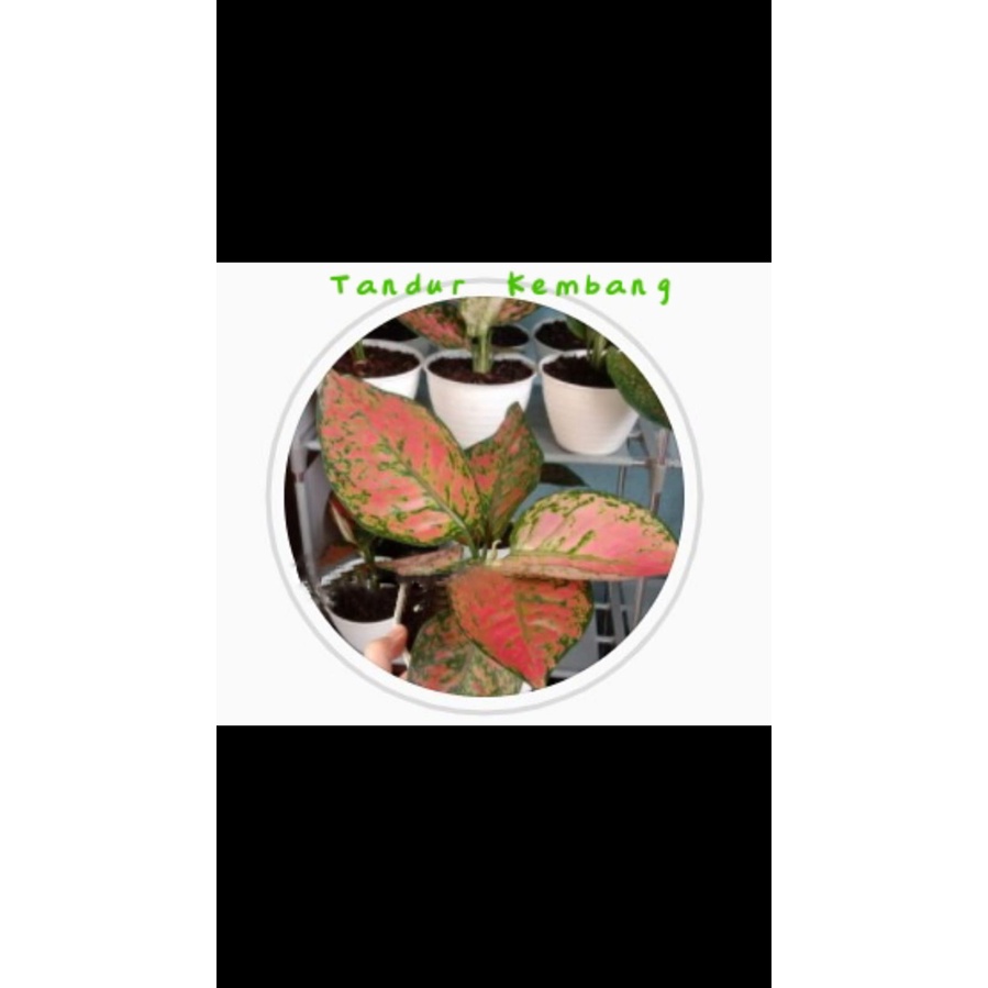 Jual paket ka dera ratna | Shopee Indonesia