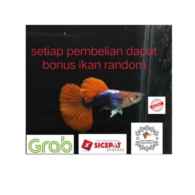 Jual packing styrofoam ( ikan guppy hb red ) | Shopee Indonesia