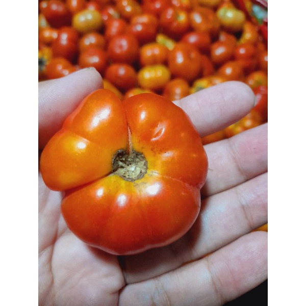 Jual Tomat mawar/tomat ranti khas Banyuwangi 500gr | Shopee Indonesia