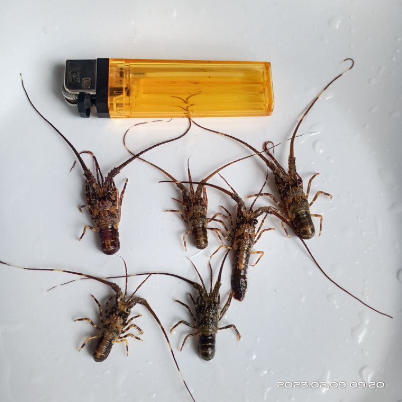 Jual Udang Lobster Air Laut Jenis "MUTIARA" (PANULIRUS ORNATUS ...