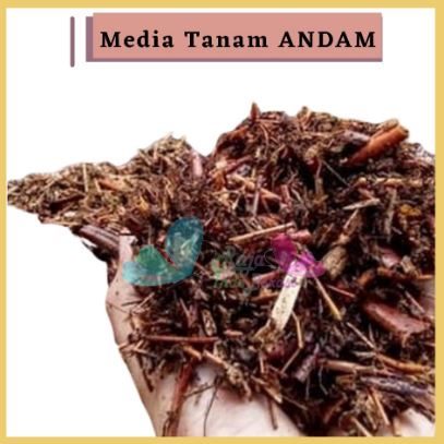 Jual Media Tanam Andam Pakis Bambu Fermentasi Tanaman Pakis Halus ...