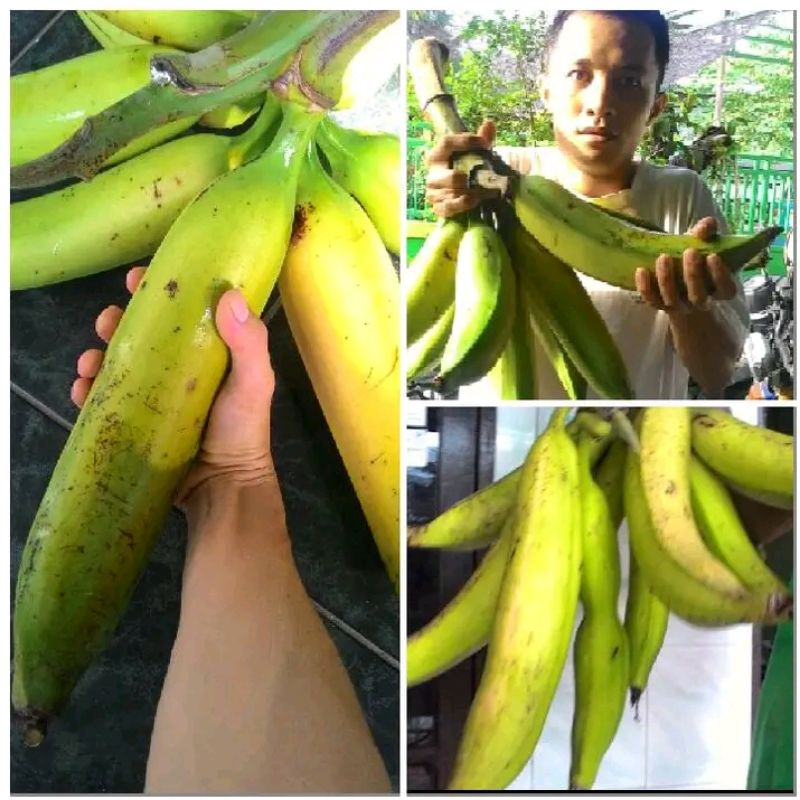 Jual Bibit pisang Tanduk super Jumbo | Shopee Indonesia