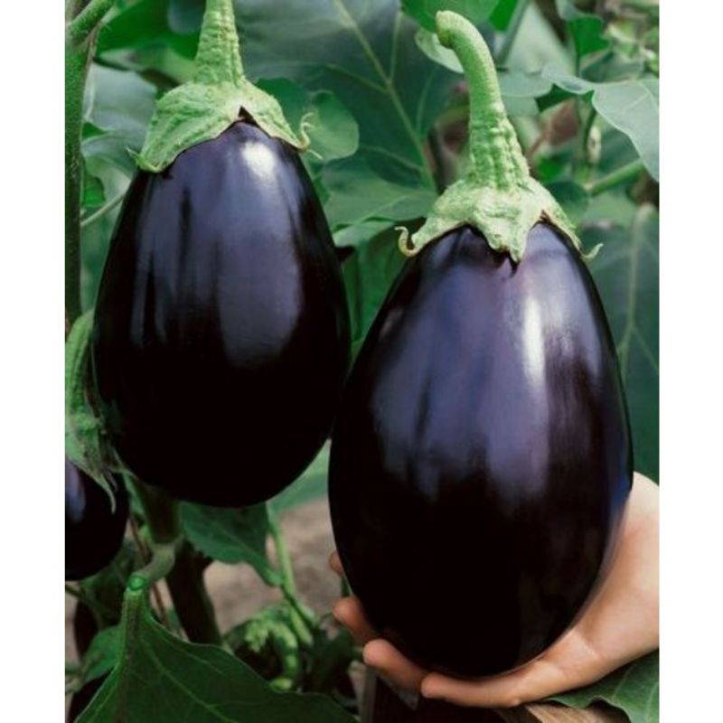 Jual 30 BIJI BENIH TERONG BULAT PONDOH UNGU BIBIT SAYUR UNGGUL | Shopee ...