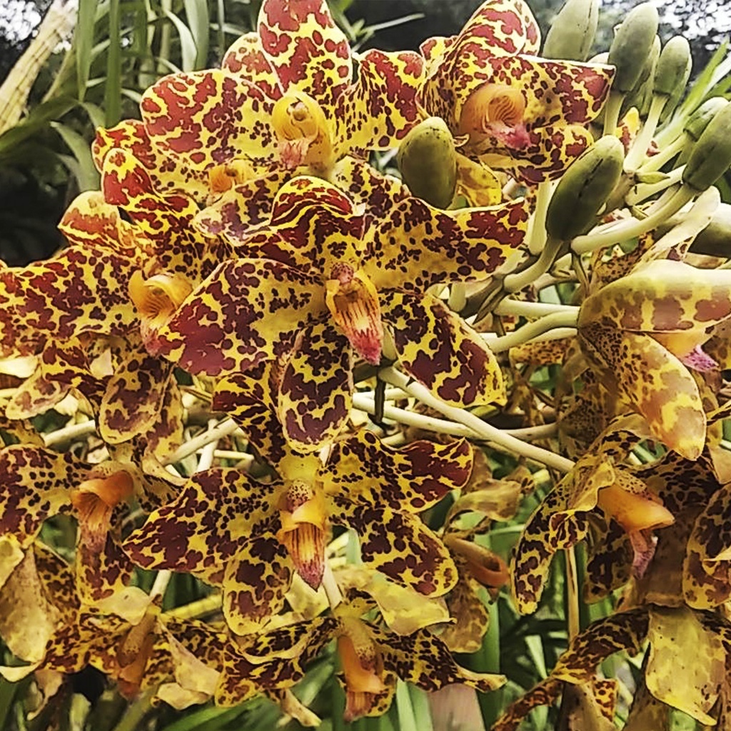 Jual Anggrek Tebu /Grammatophyllum speciosum besar berbunga/knop ...