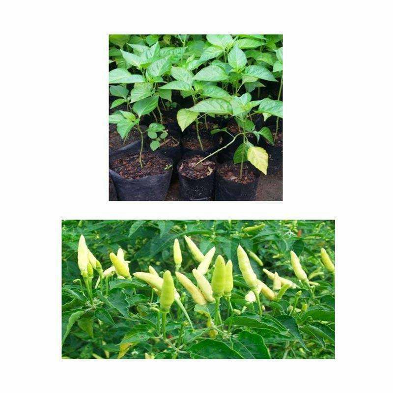 Jual cabe rawit putih cengek domba bibit tanaman | Shopee Indonesia