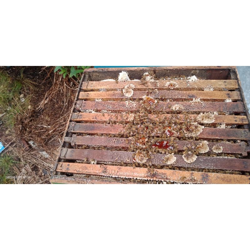 Jual jual bibit lebah madu apis mellifera | Shopee Indonesia